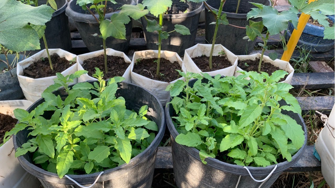 How To Grow Tulsi/Basil From Seeds to Harvest- Growing Holy Basil at ...