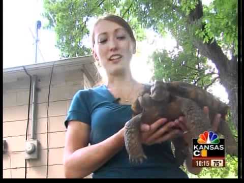 Missing turtle finds its way home - YouTube