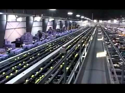 Apple Sorting Sizing and Grading - YouTube