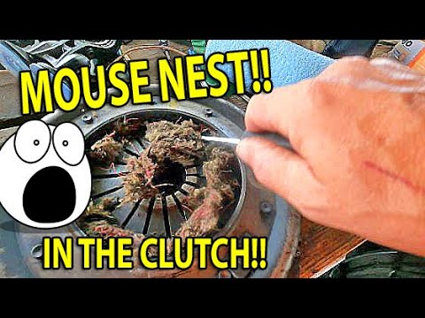 MOUSE NEST In The CLUTCH - YouTube