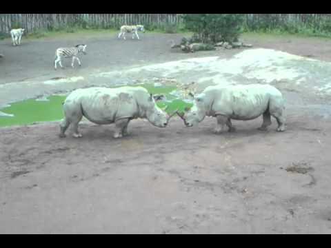 Dancing rhino's - YouTube