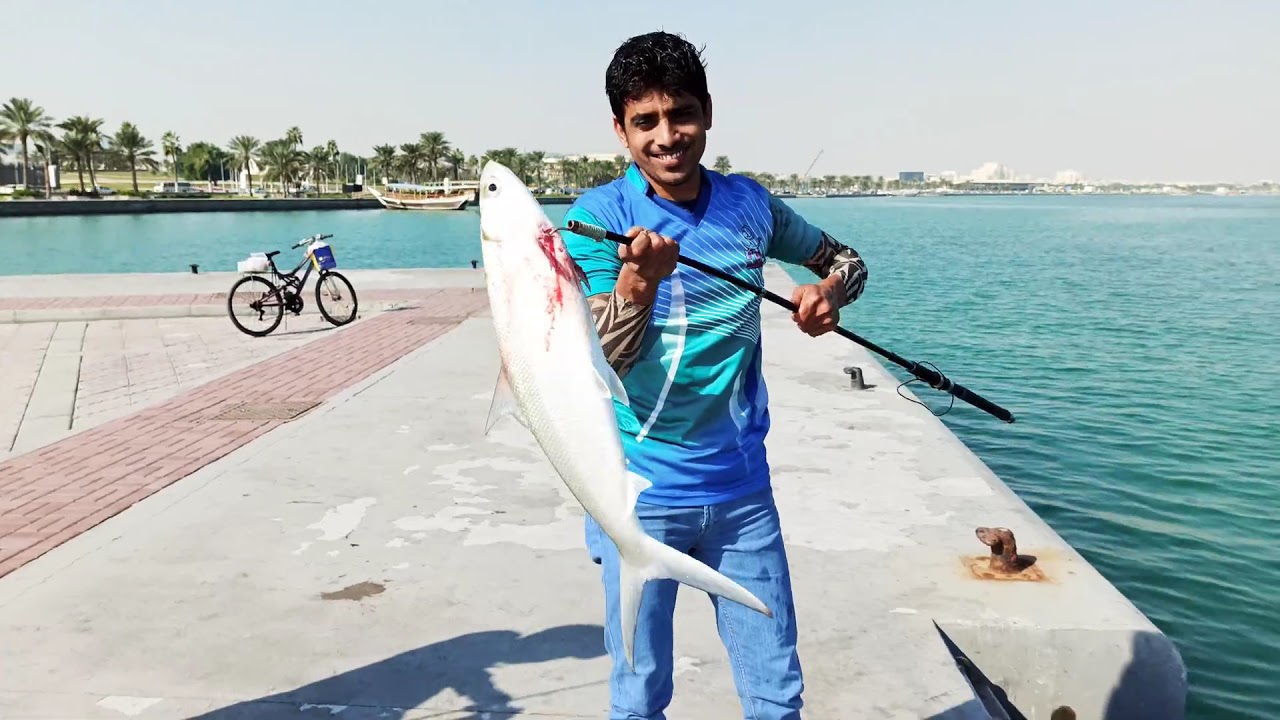 Milk fish catching Doha - YouTube