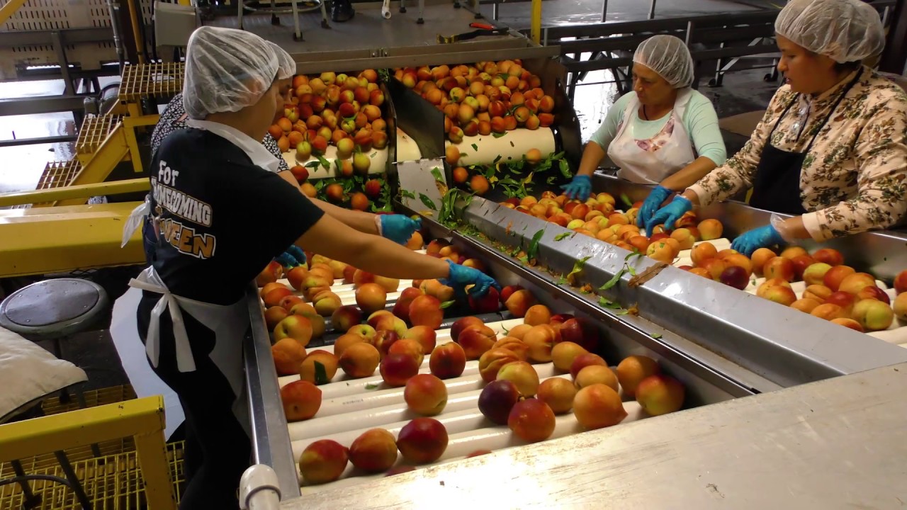 Peach Processing - YouTube