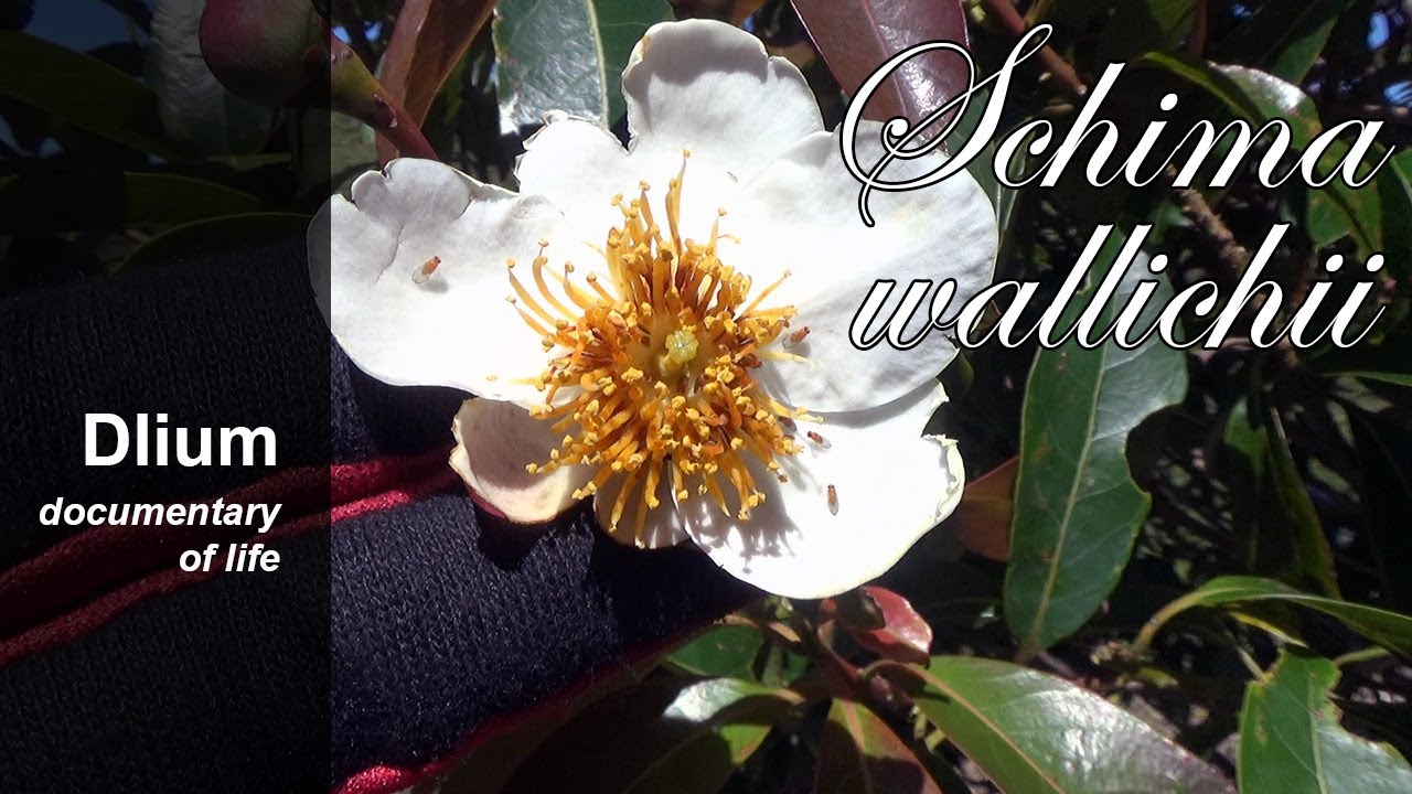 Puspa (Schima wallichii) - part 1 - YouTube