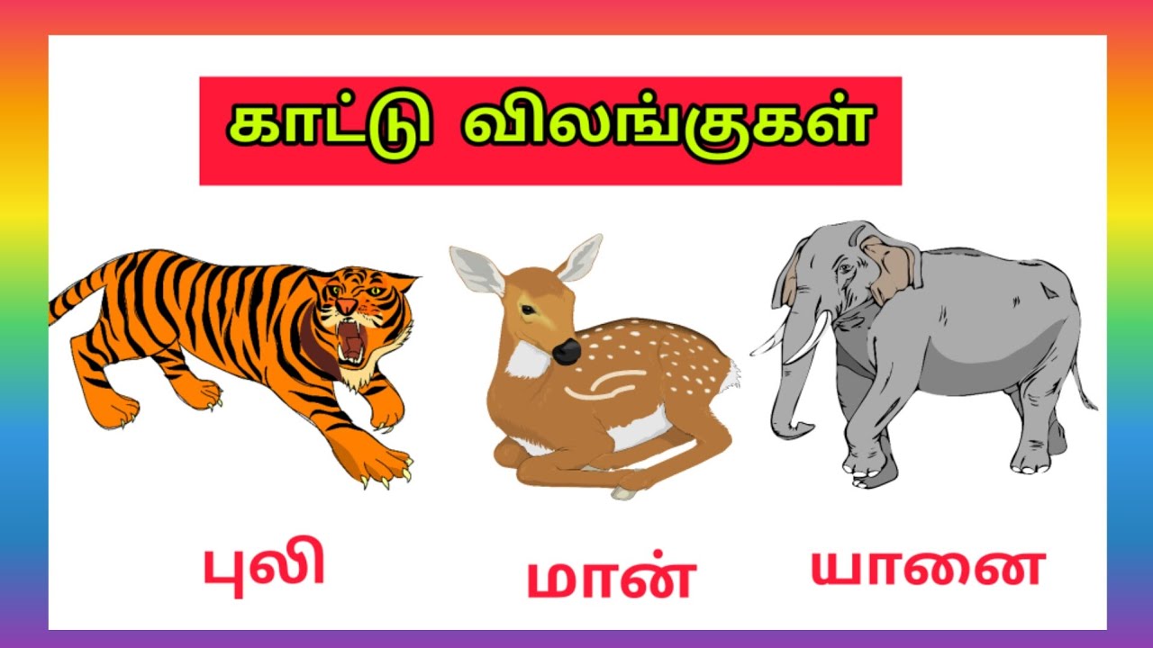 காட்டு விலங்குகள்/wild animals/Learn Tamil/Animal names in tamil - YouTube