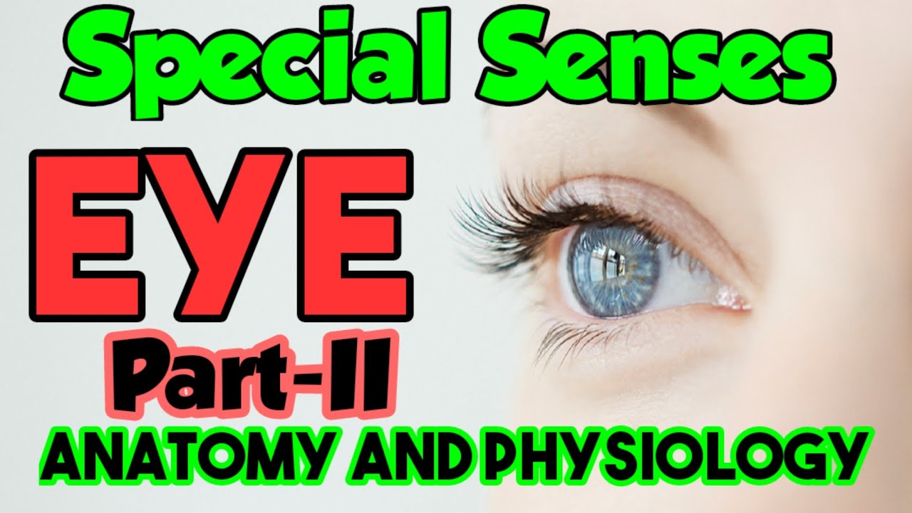 Special Senses-Eye [Unit-VI Part-II] Anatomy and Physiology||Eye and ...