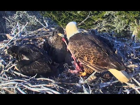 Seagull for dinner at Sauces Eagles. 18.40 / 02 May 2018 - YouTube
