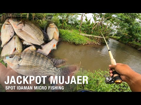 YANG LAIN MANCING DI SUNGAI BESAR‼️AKU DI SUNGAI KECIL INI || MANCING DERBANG BONUS NILA