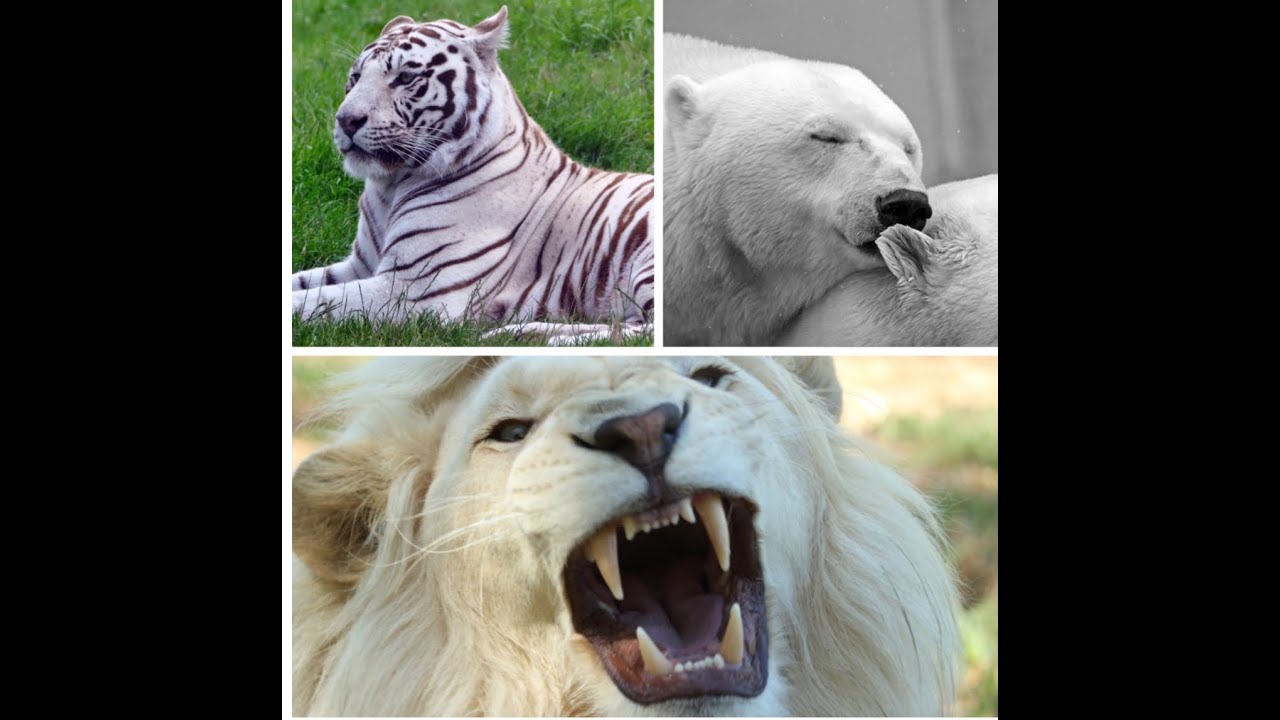 See the most beautiful white animals in the world - YouTube