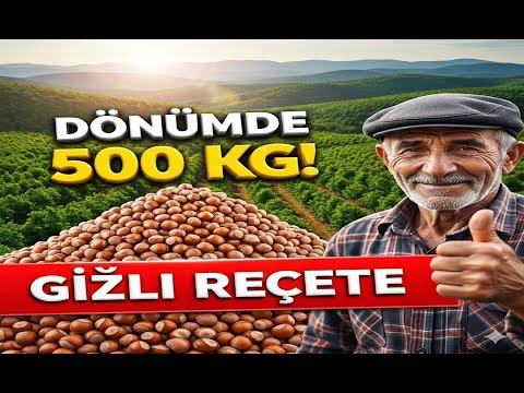 BOŞ FINDIĞA SON! Verimi ve Kaliteyi %70 Arttıracak FINDIK REHBERİ (2026)