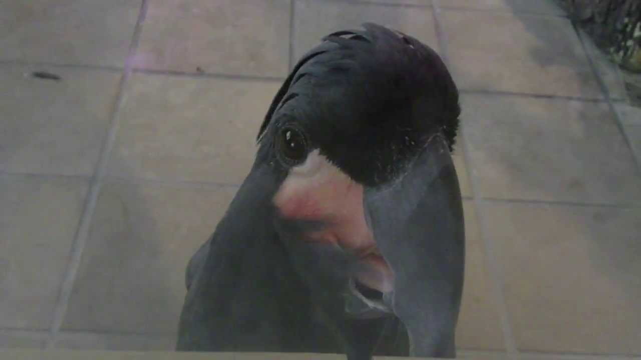 #Funny And Angry Cute Cockatoo !!! #BushGardens #elassawipo - YouTube