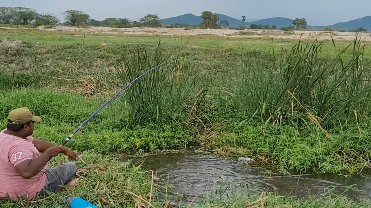 Mastered in Catching Baam Fishes in Village pond|Small Single Hook ...