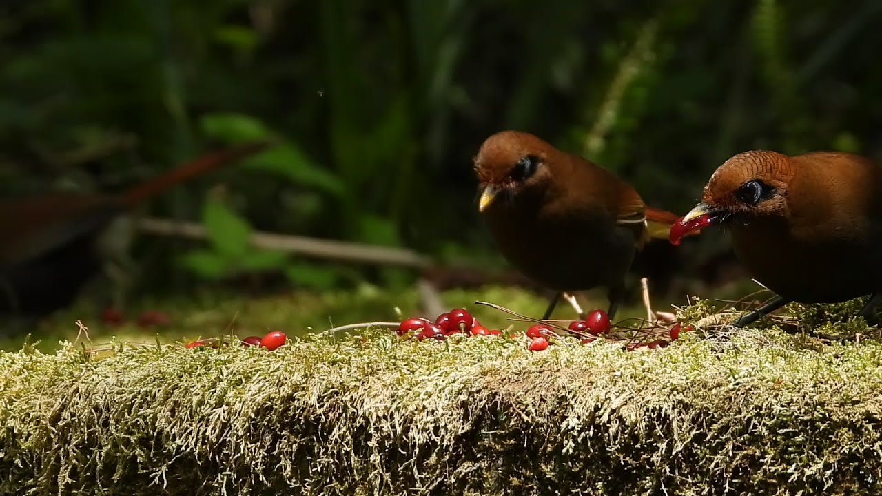 竹鳥(台灣棕噪鶥) 2 / Rusty Laughingthrush (Pterorhinus poecilorhynchus) 2 ...