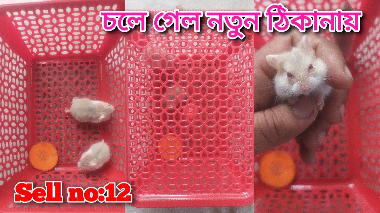 রাশিয়ান হ্যামস্টার টেম সাইজ বাচ্চা চলে গেল নতুন ঠিকানায় | Hamster ...