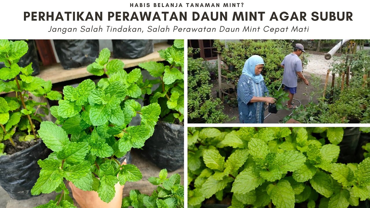 #daunmint : Habis Beli Daun Mint? Perhatikan Perawatan Daun Mint Agar ...