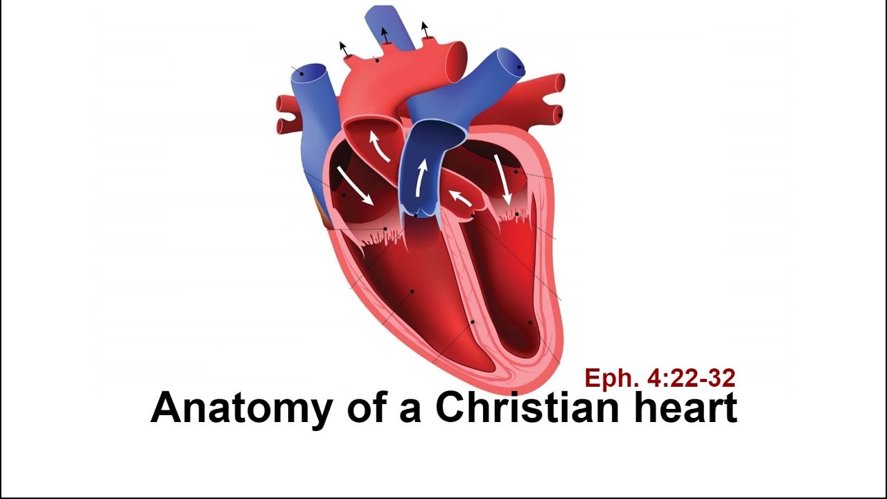 Anatomy of a Christian Heart - Eph. 4:22-32 - Pastor Ambrose Duckett ...