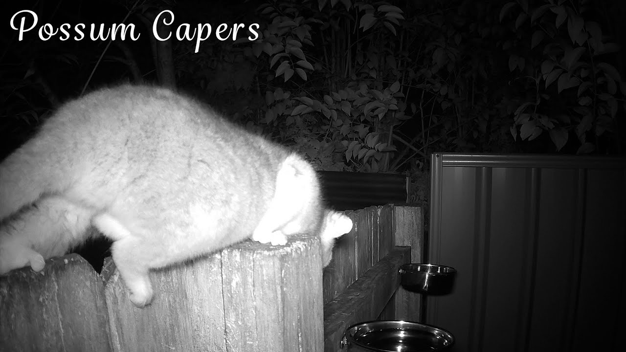 Grumpy Mama Possum and Ringtail Afraid Of Food Bowls - YouTube