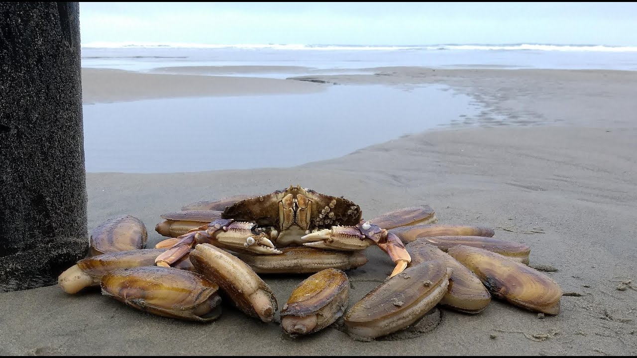Cooking with Pepper: Razor Clam Pasta Reduction - YouTube