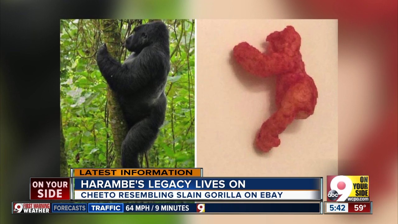 Harambe's legacy lives on in cheese form - YouTube