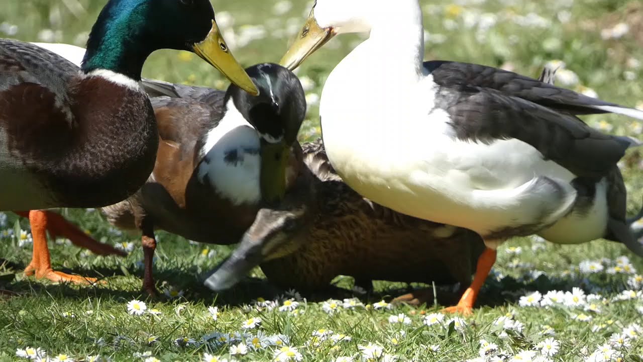 Domestic Ducks fighting to mate with female - Massenvergewaltigung ...