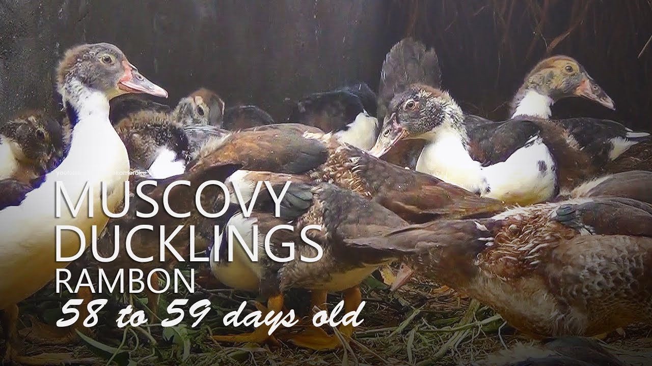 Muscovy Ducklings RAMBON: 58 Days Old to 59 Days Old - YouTube