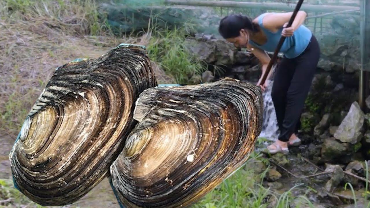 The giant clam shell is hidden in the mud, and the girl picks it up and ...