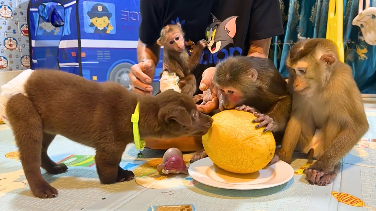 Cola the dog loves to eat fruit with Sam boy, Asher, and Molly - YouTube