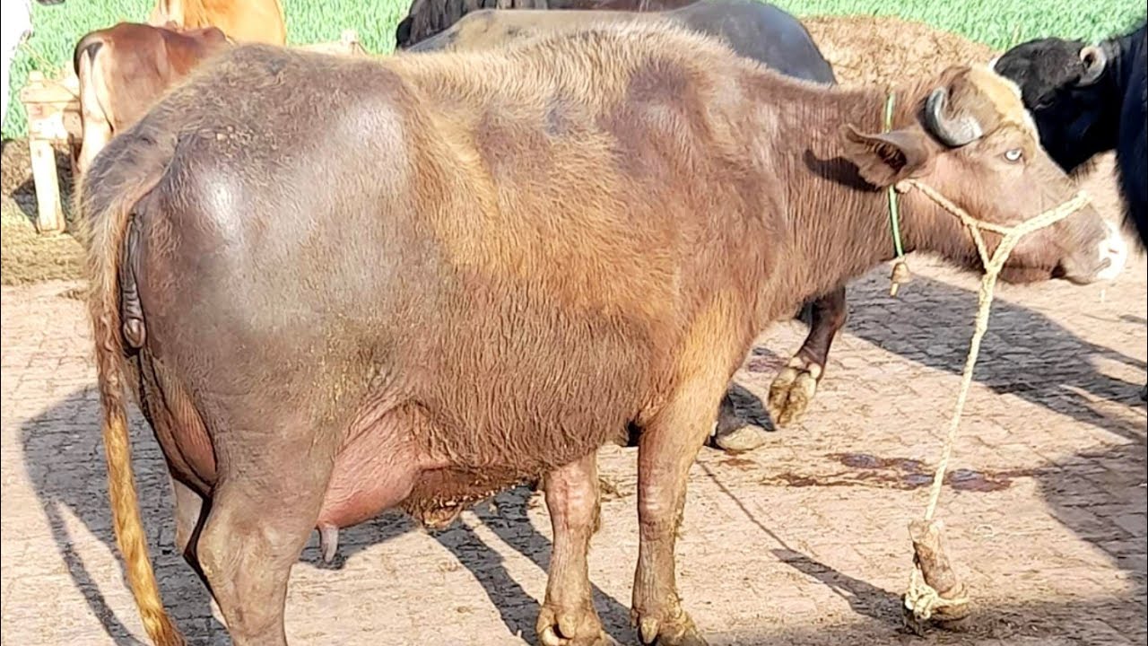 beautiful PURE Neeli Ravi buri buffalo for sale in Pakistan on YouTube ...