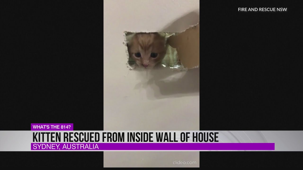 Kitten rescued from inside wall of house - YouTube