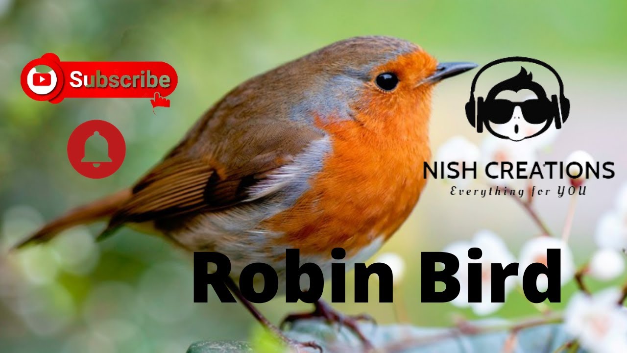 Robin Bird |robin Sound effects |Sound & Noise on YouTube |Noise |Sound ...