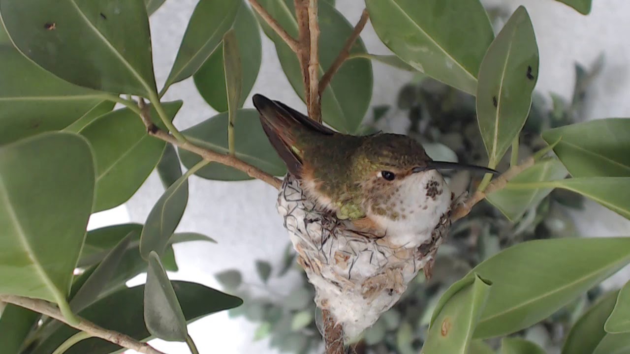 Bella Hummingbird Nest 03-01-2019 22:27:49 - 23:27:50 - YouTube