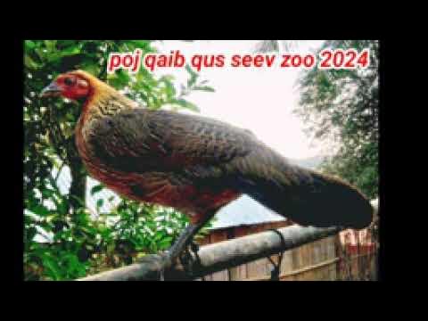 poj qaib seev dib tuaj zoo kawg li nawb - YouTube