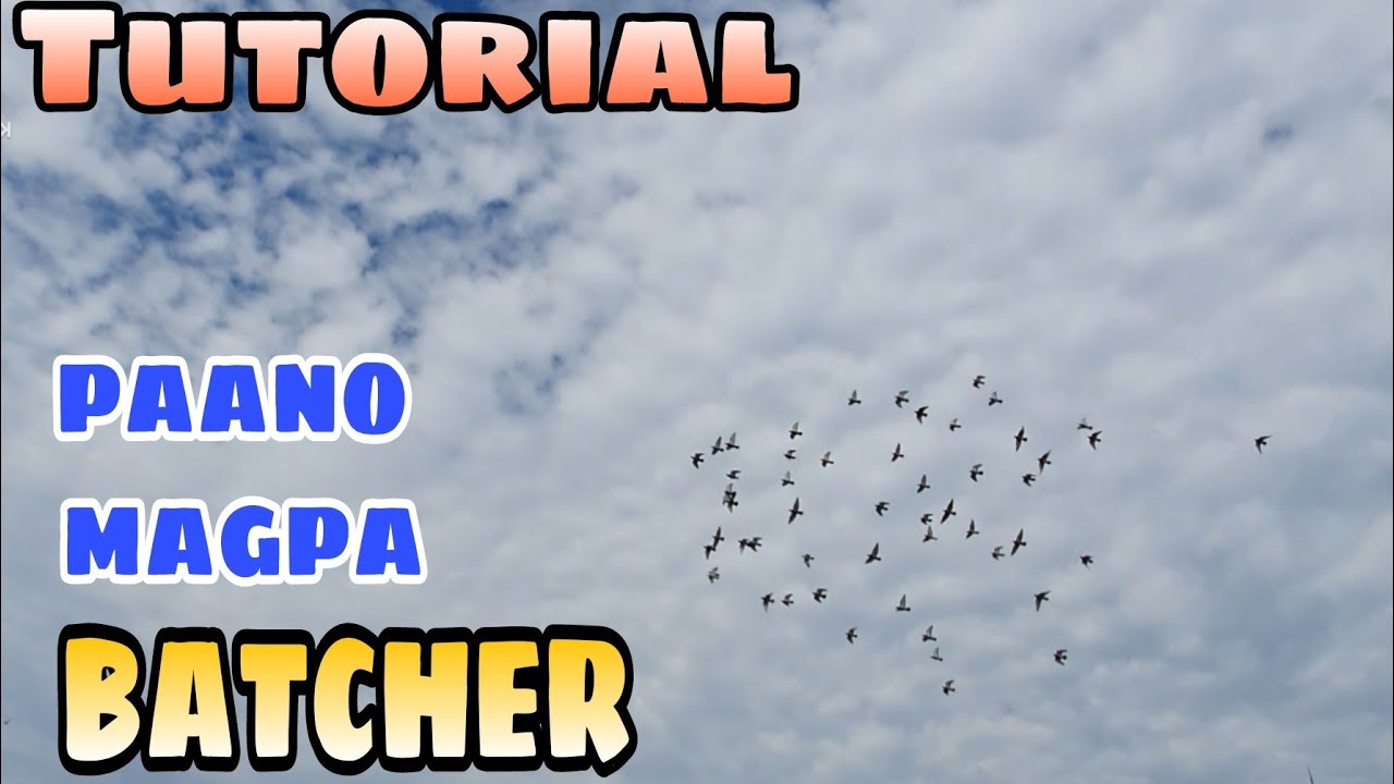 Paano magpa BATCHER / Racing Pigeon Tutorial - YouTube