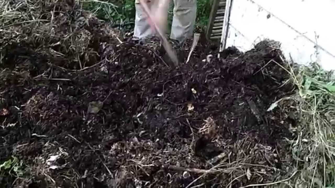 Compost Complications, Corn in Containers and Poison Trees - The ...