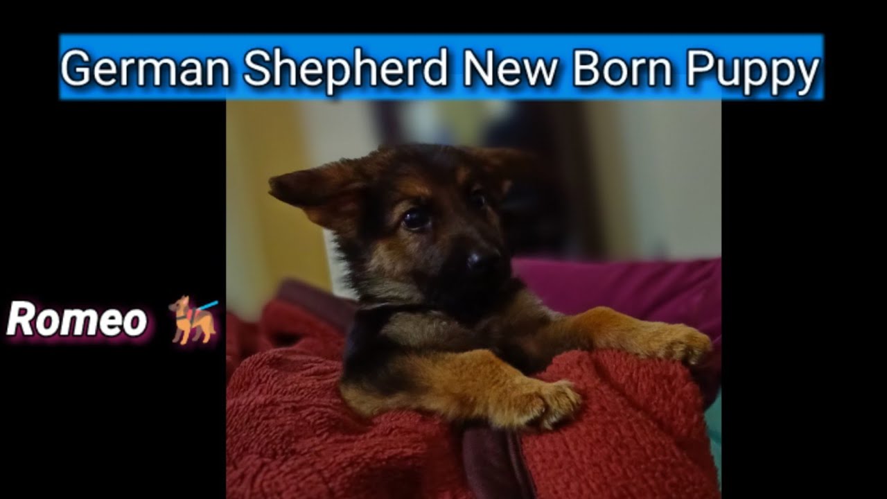 New Born German Shepherd Growing Puppy 🐕‍🦺 70 Days Journey ! - YouTube