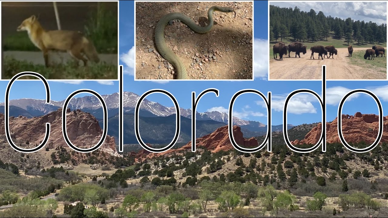 All the Wildlife I Found in Colorado! | My Trip to Colorado - YouTube