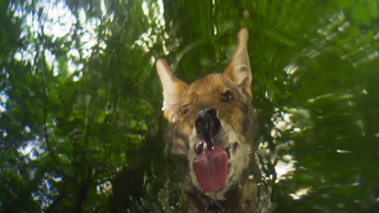 Backyard Wilderness - YouTube
