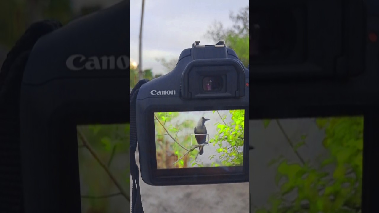 CANON EOS 1500D | 55-250mm lens | #shortvideo #photoshoot #viral #shorts #canon1500d #viralvideo
