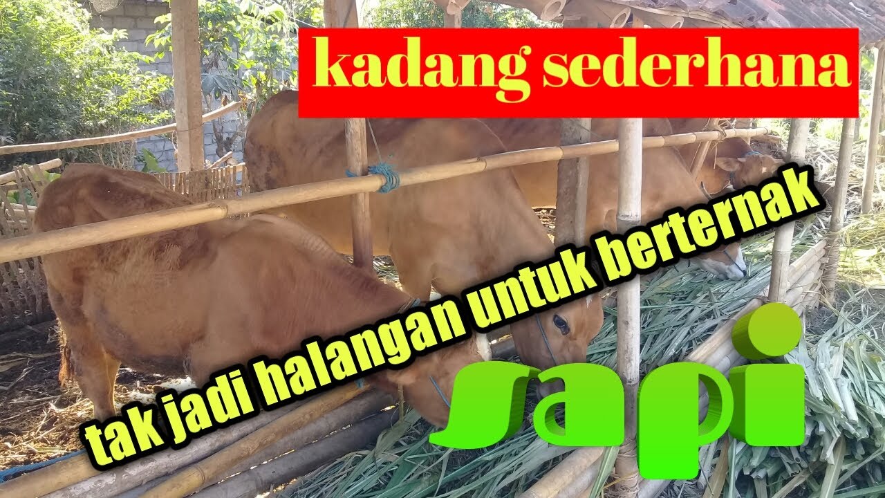 Ternak sapi kandang sederhana | tradisional - YouTube