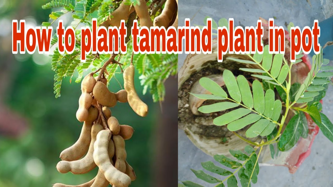 How to plant tamarind plant in pot 🌱इमली के पौधे को गमले में कैसे लगाएं ...