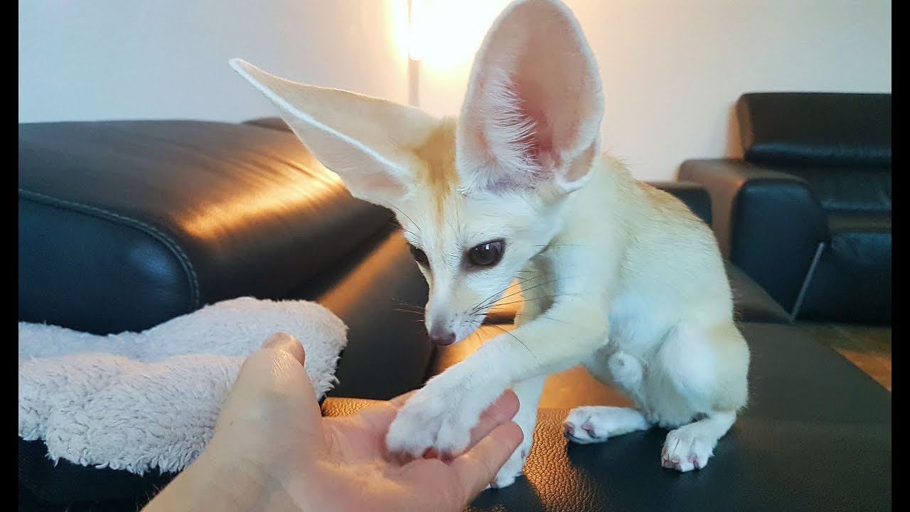How to Train a Baby Fennec Fox to Give Paw - YouTube