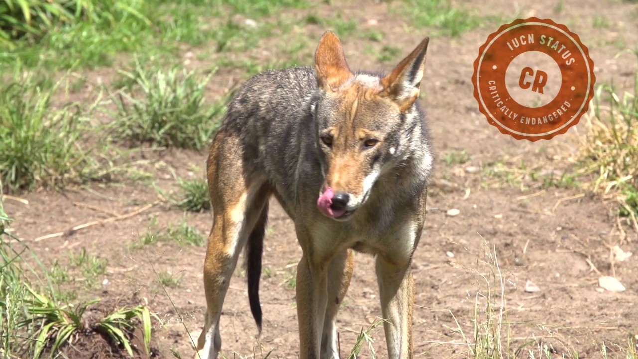 Red Wolf Tooth Extraction | Fossil Rim Wildlife Center - YouTube
