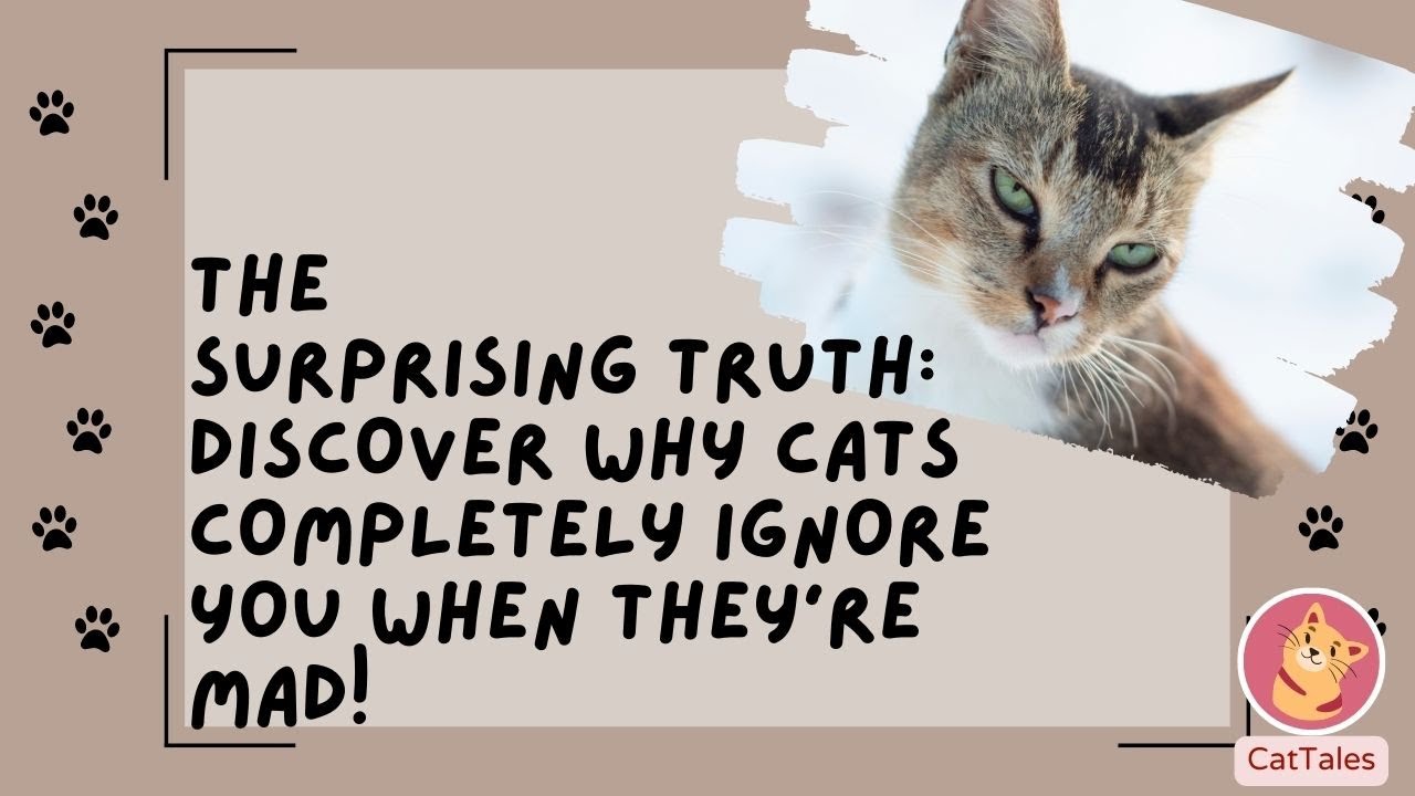 The Surprising Truth: Discover Why Cats Completely Ignore You When They ...