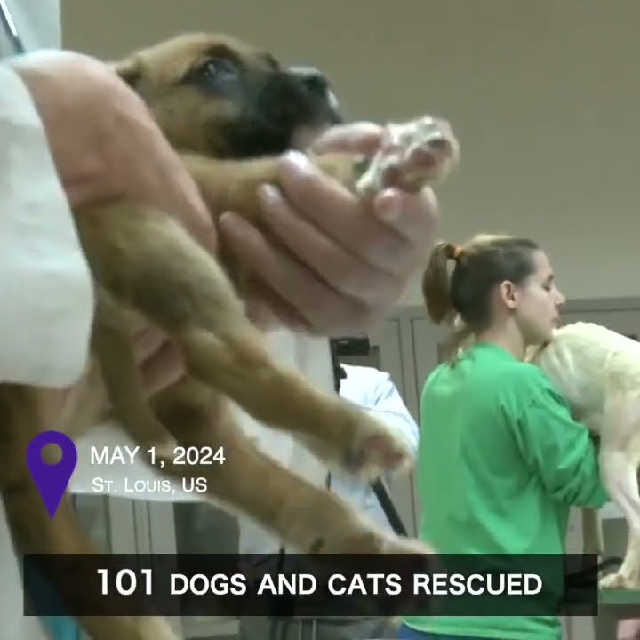 101 dogs and cats rescued in US - YouTube