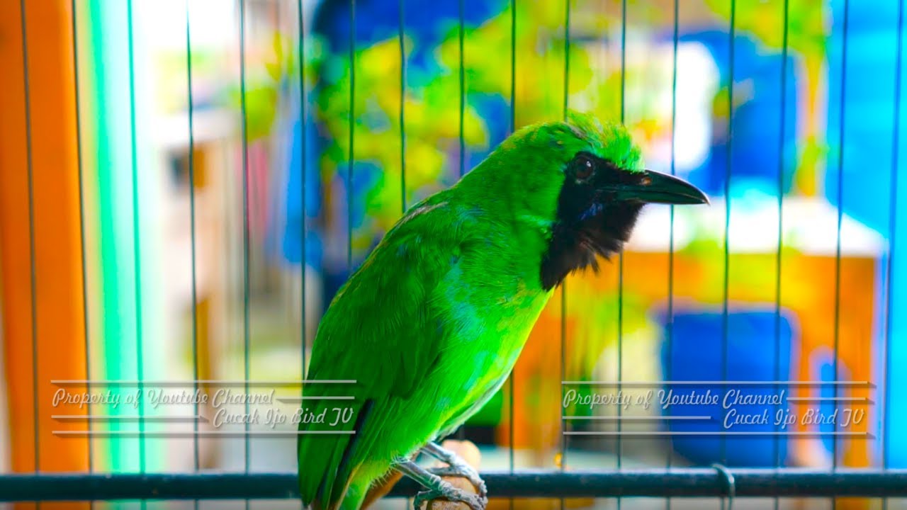 Pancingan Cak Ijo Gacor Cocok Untuk Menaikan Emosi Cucak Ijo Lain Auto ...