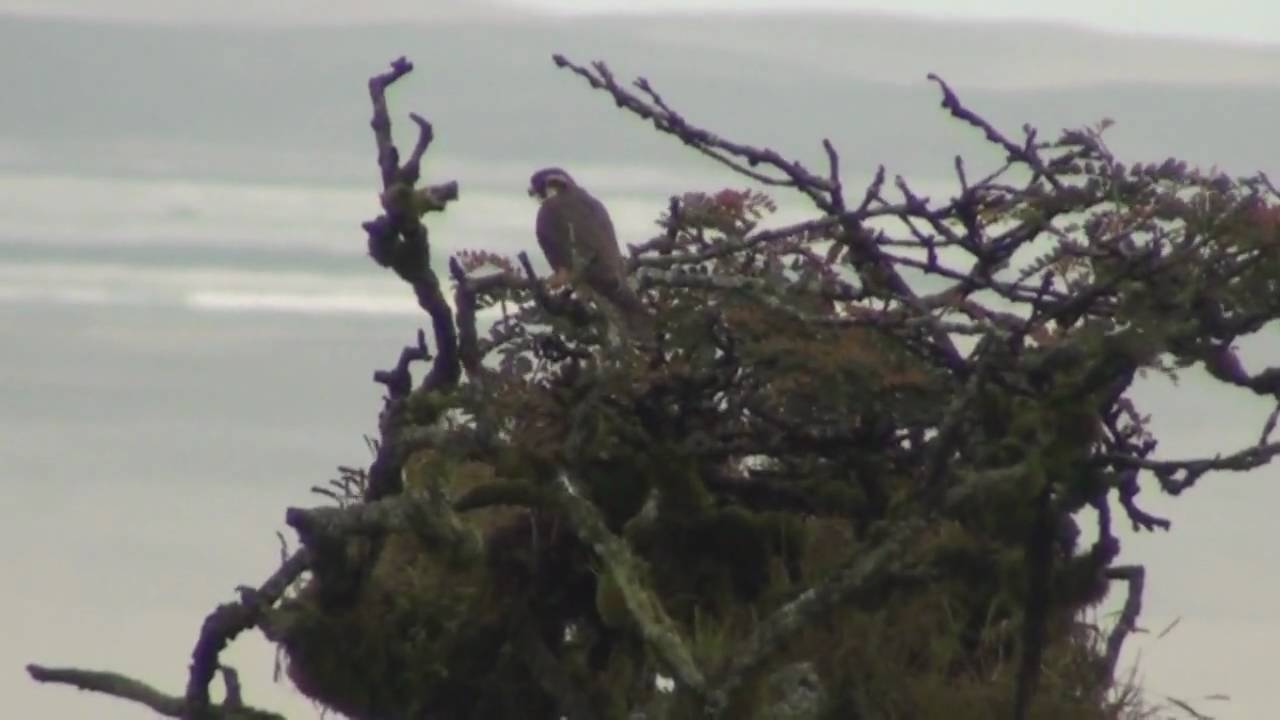 Birds of Peru: Aplomado Falcon (Falco Femoralis) - Halcon Aplomado ...