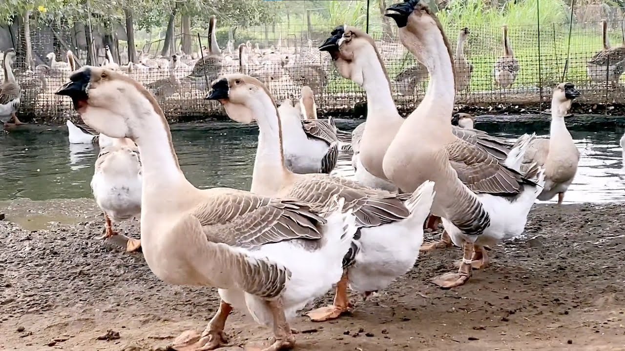 Farm Life | Newly hatched baby geese, pick up geese eggs, use ...