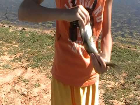 Bass Fishing with a yum wooly bullee. - YouTube