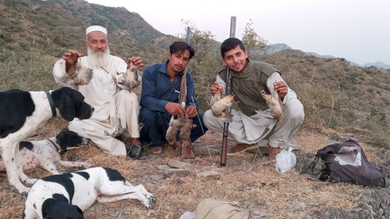 partridge hunting in pakistan "brown tetar "&rabbit |joker officiall ...