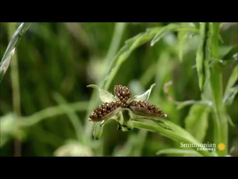 This is footage from seed dispersal!!! - YouTube
